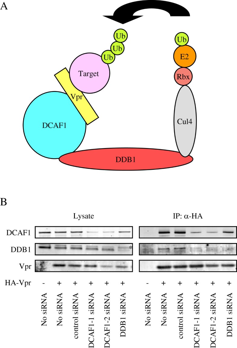 Interactions with DCAF1 and DDB1 in the CRL4 E3 ubiquitin ligase are ...