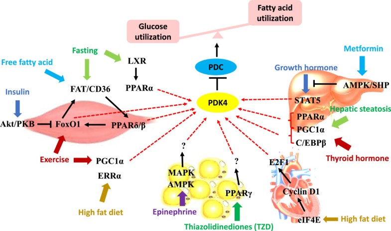 The pivotal role of pyruvate dehydrogenase kinases in metabolic ...