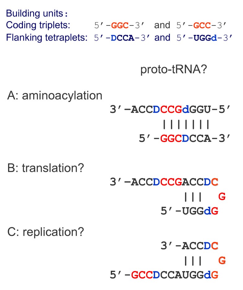 On origin of genetic code and tRNA before translation | Biology Direct ...