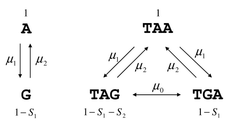 Stop codons in bacteria are not selectively equivalent | Biology Direct ...