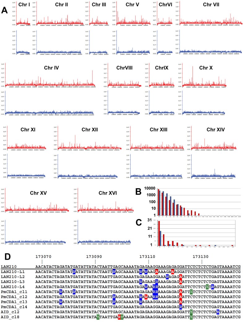 AID/APOBEC cytosine deaminase induces genome-wide kataegis | Biology ...