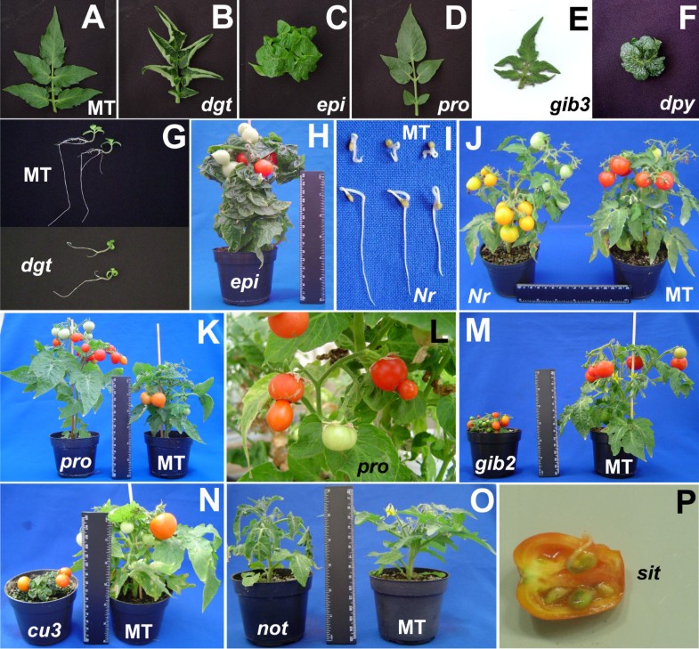 Convergence of developmental mutants into a single tomato model system ...
