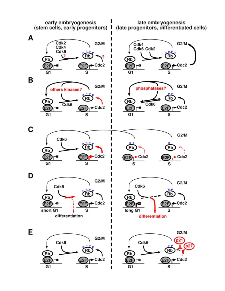 Cdk2 and Cdk4 cooperatively control the expression of Cdc2 | Cell ...