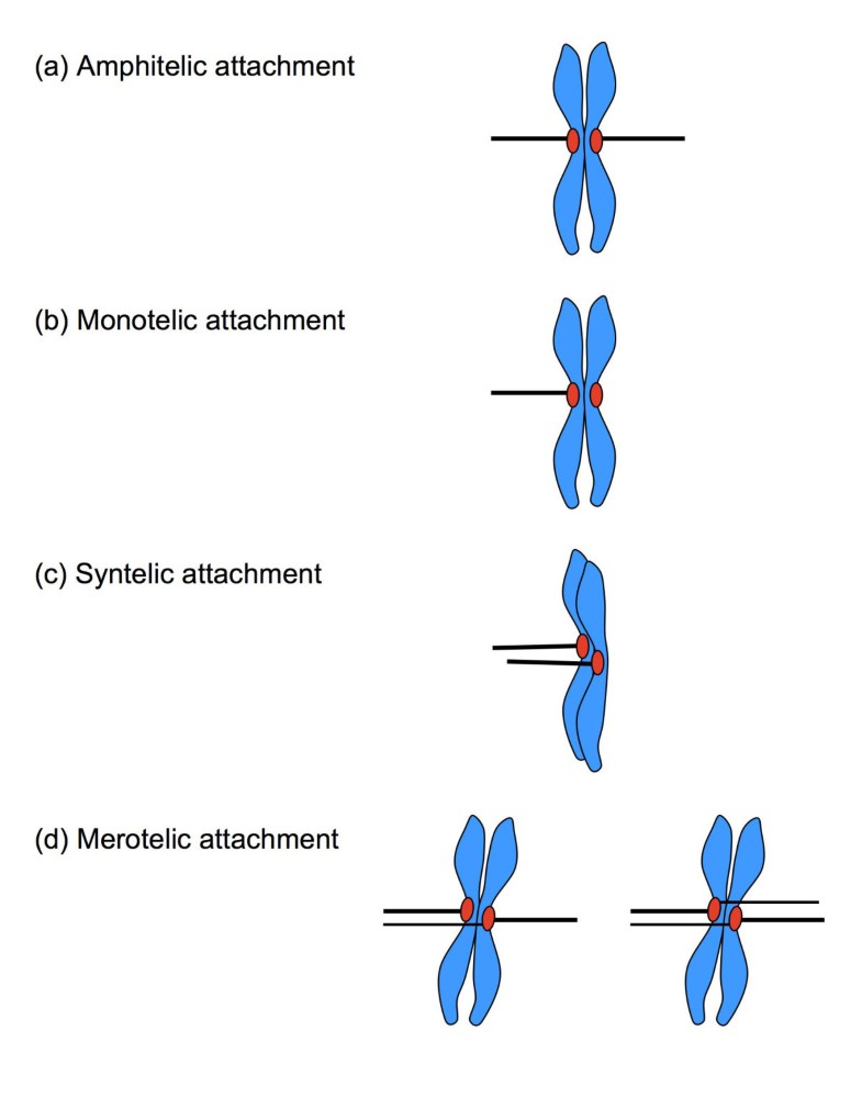 Merotelic attachments and non-homologous end joining are the basis of ...