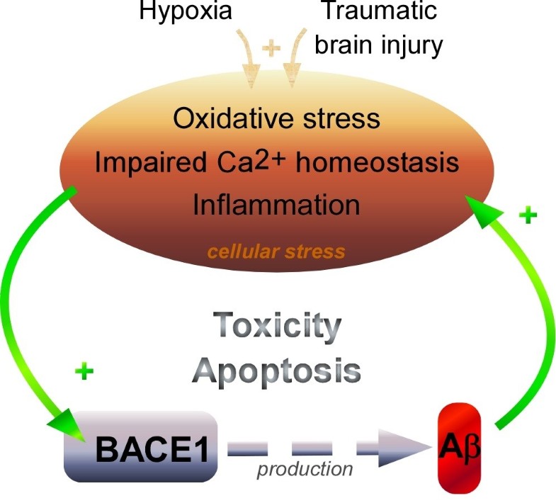 BACE1 is at the crossroad of a toxic vicious cycle involving cellular ...