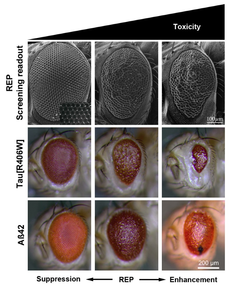 Drosophila melanogaster as a model organism for Alzheimer’s disease ...