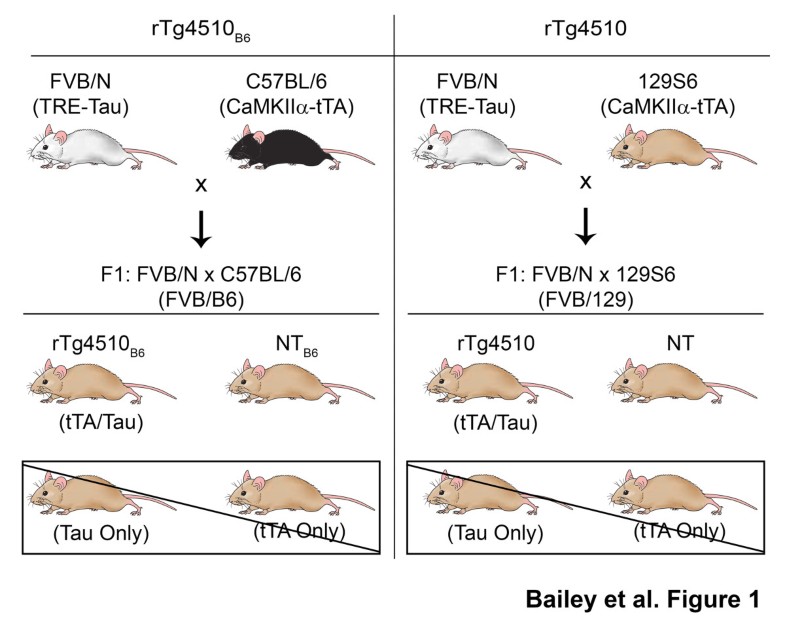 Effects of the C57BL/6 strain background on tauopathy progression in the rTg4510 mouse model ...