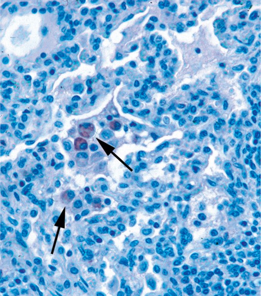 Experimental Contagious Caprine Pleuropneumonia: A Long Term Study on ...
