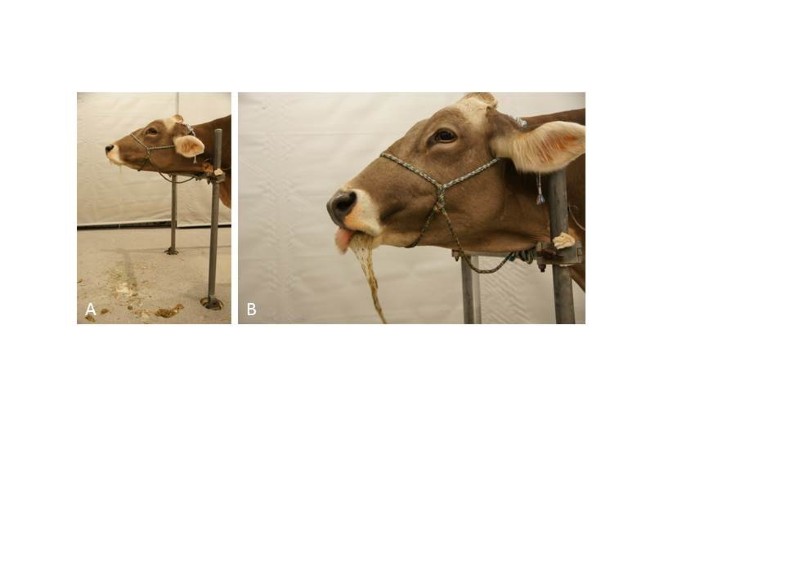 Abnormal regurgitation in three cows caused by intrathoracic ...
