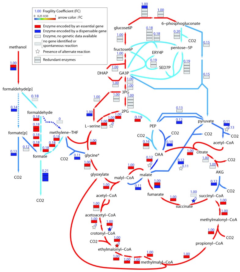 Genome Scale Reconstruction And System Level Investigation Of The