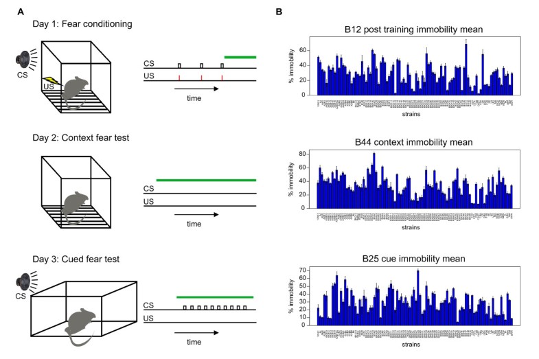 Gene networks associated with conditional fear in mice identified using ...