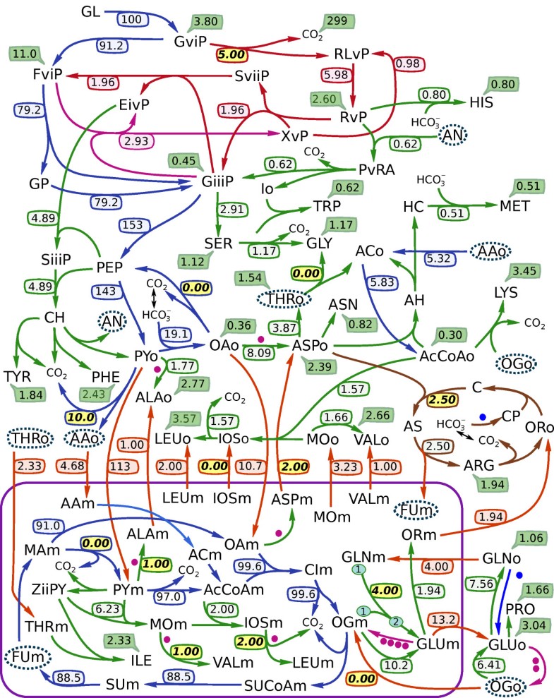 Symbolic flux analysis for genome-scale metabolic networks | BMC Systems Biology | Full Text