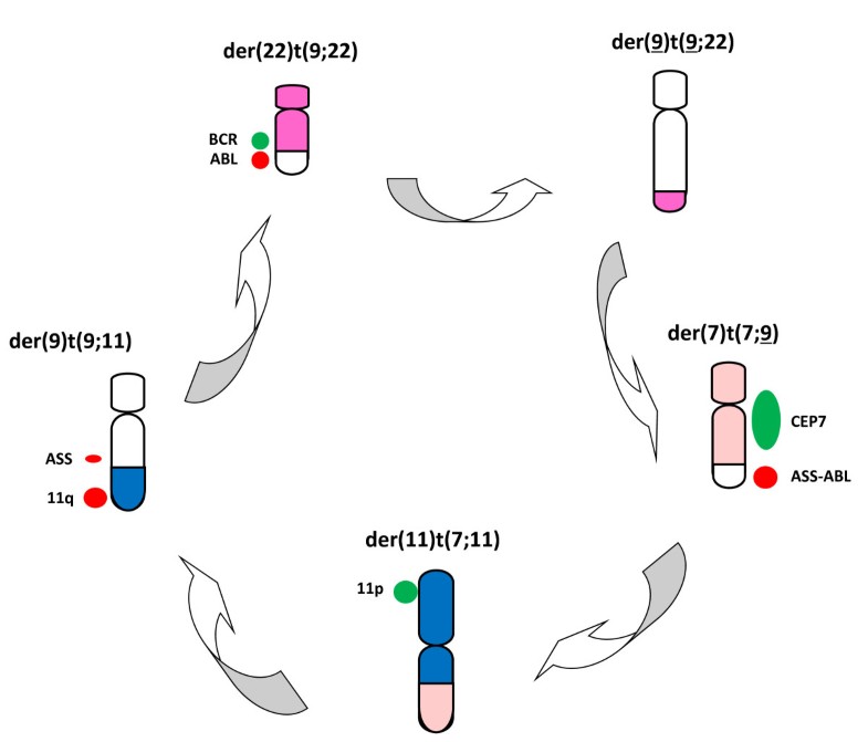 A novel five-way translocation t(7;11;9;22;9)(q22;q13;q34;q11.2;q34 ...