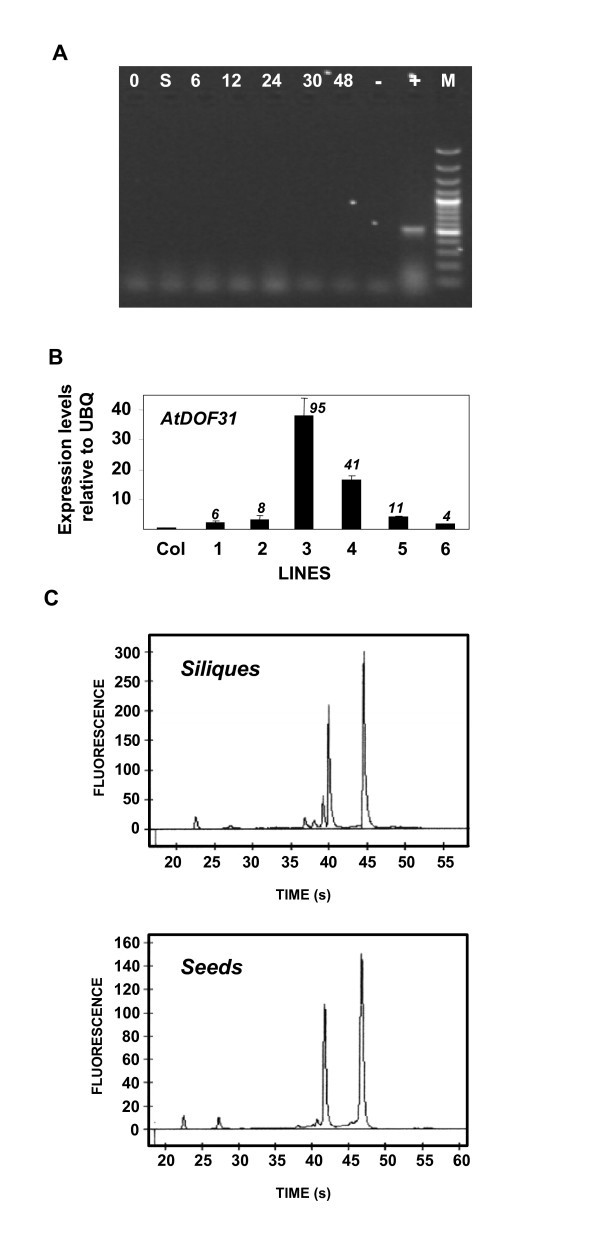 DNA-free RNA isolation protocols for Arabidopsis thaliana, including ...