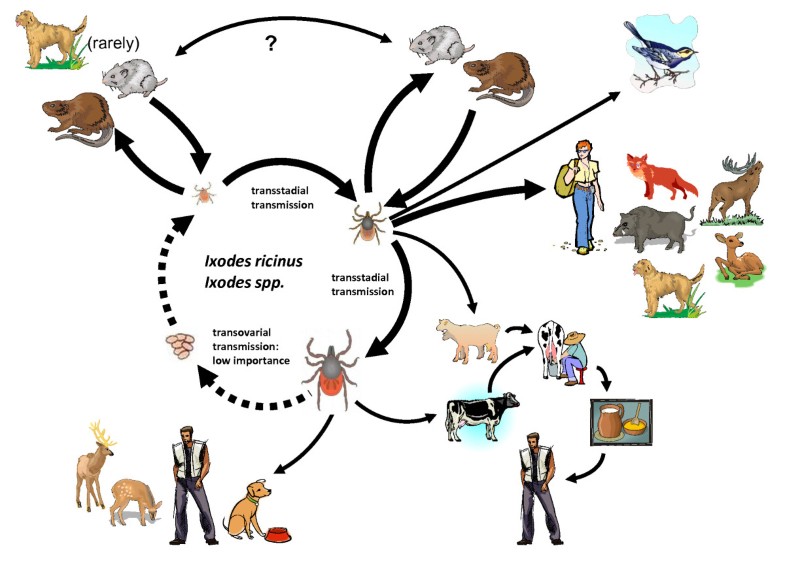 Tick-borne encephalitis virus in dogs - is this an issue? | SpringerLink