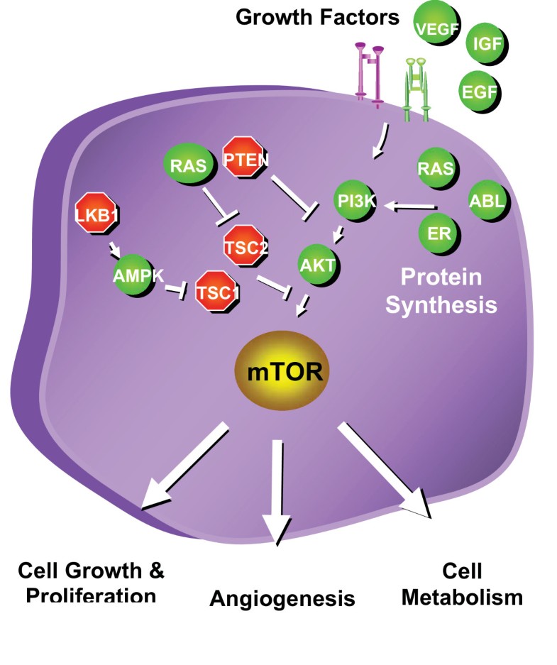 Targeting tumorigenesis: development and use of mTOR inhibitors in ...