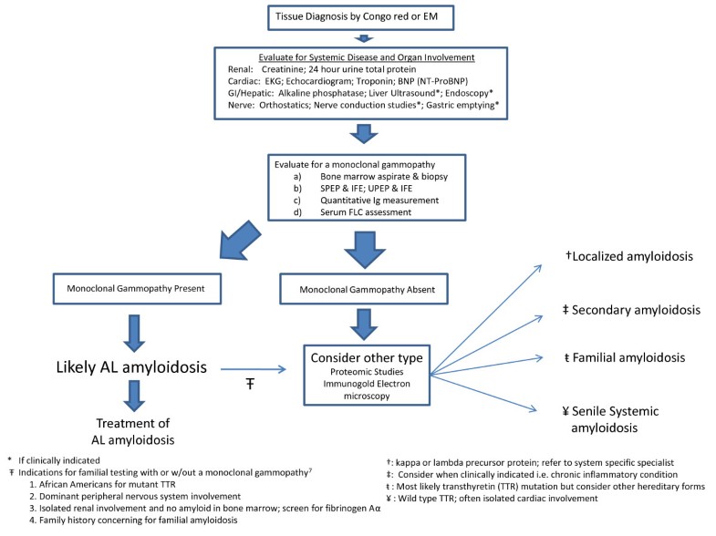 Light chain (AL) amyloidosis: update on diagnosis and management | Journal of Hematology ...