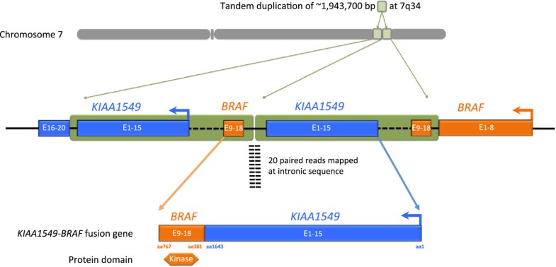 Targeted therapy by combined inhibition of the RAF and mTOR kinases in ...