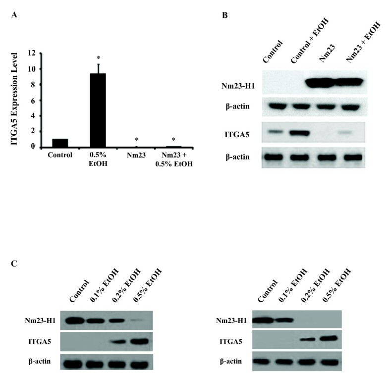 Alcohol promotes breast cancer cell invasion by regulating the Nm23 ...