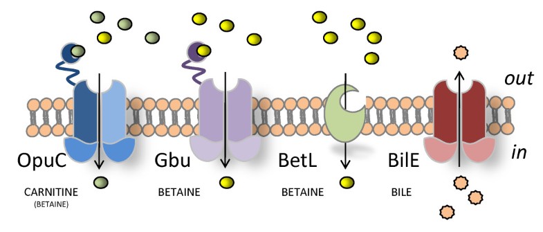 Compatible solutes: the key to Listeria's success as a versatile ...
