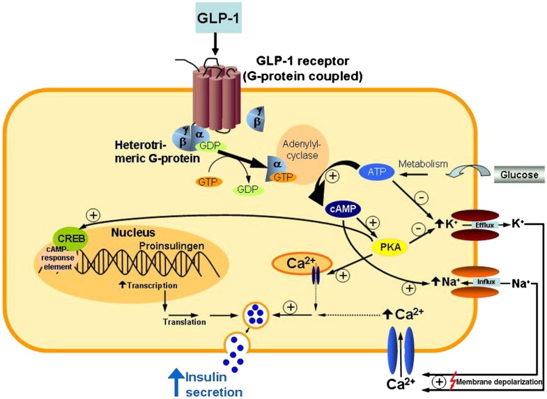 Direct cardiovascular effects of glucagon like peptide-1 | Diabetology ...