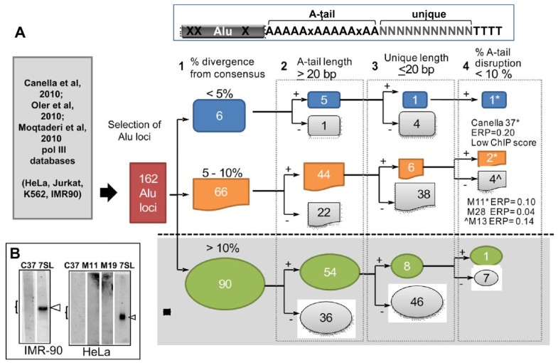 Alu expression in human cell lines and their retrotranspositional ...