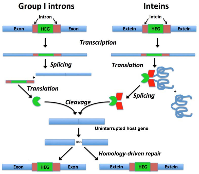 Homing endonucleases from mobile group I introns: discovery to genome ...