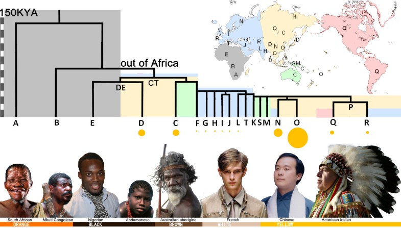 Inferring human history in East Asia from Y chromosomes | Investigative ...
