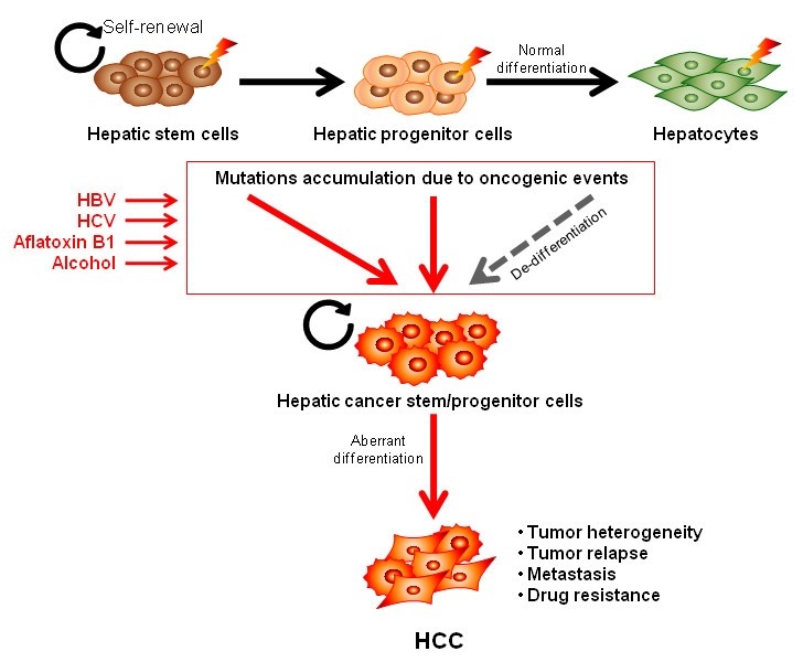 Molecular carcinogenesis of hepatocellular carcinoma and intrahepatic ...