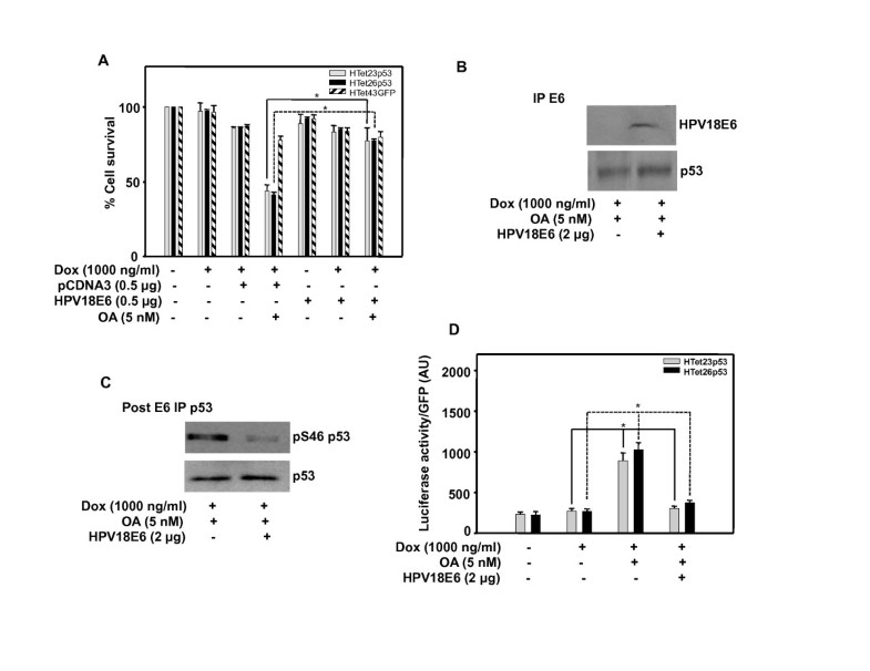 Human papillomavirus 18 E6 inhibits phosphorylation of p53 expressed in ...