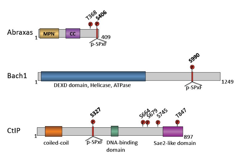 BRCA1 tumor suppressor network: focusing on its tail | Cell ...