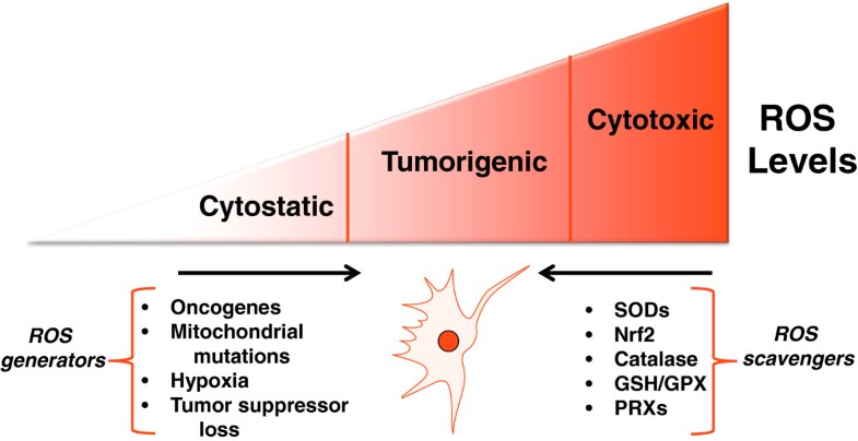 Mitochondrial reactive oxygen species and cancer | Cancer & Metabolism | Full Text