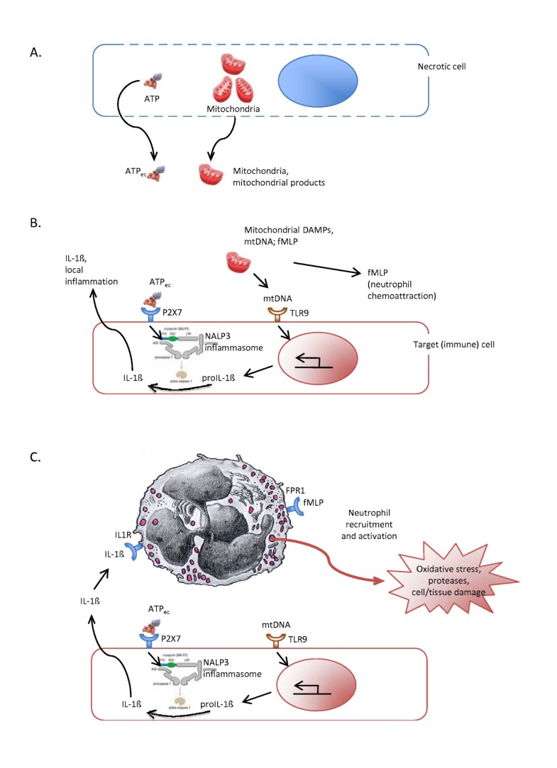 How tissue injury alarms the immune system and causes a systemic ...