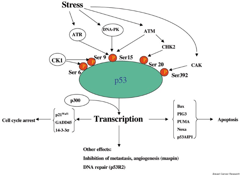 The P53 Pathway In Breast Cancer Breast Cancer Research Full Text