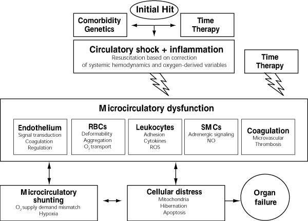 The microcirculation is the motor of sepsis | Critical Care | Full Text