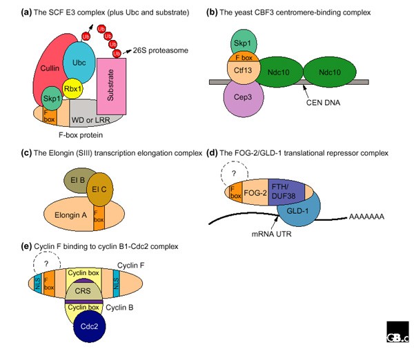 The F-box protein family | Genome Biology | Full Text