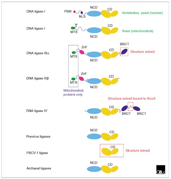 ATP-dependent DNA ligases | Genome Biology | Full Text