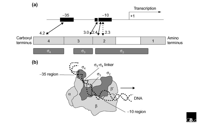 The σ70family of sigma factors | Genome Biology | Full Text
