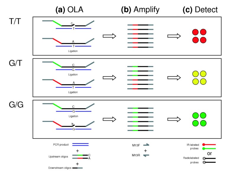 A Low Cost Open Source Snp Genotyping Platform For Association Mapping