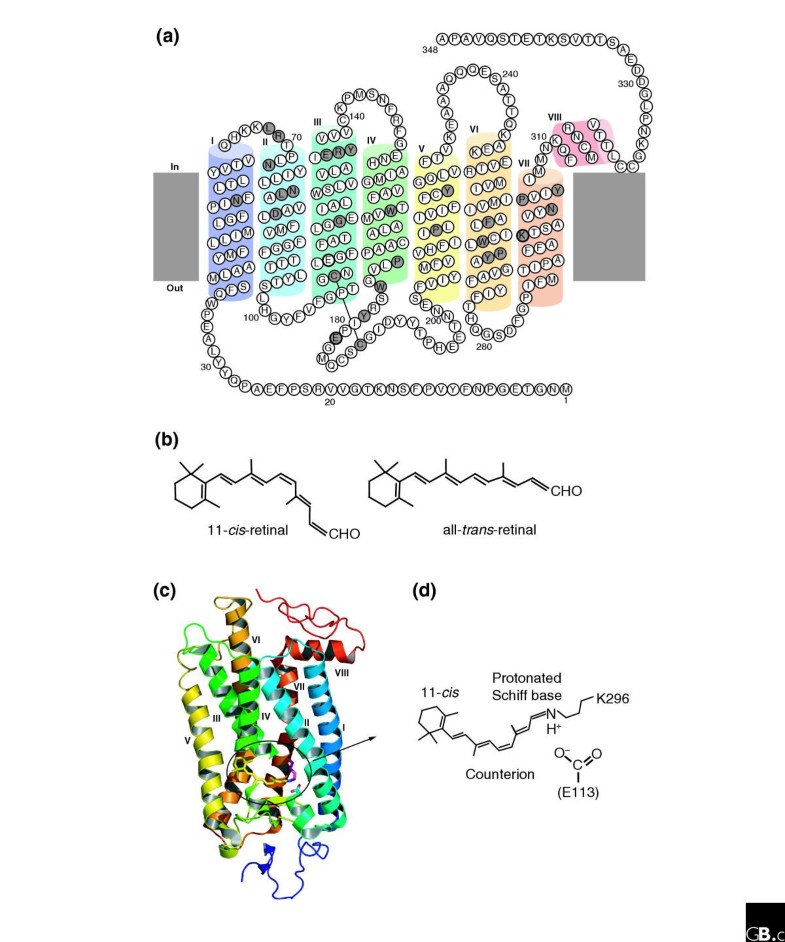 The opsins | Genome Biology | Full Text