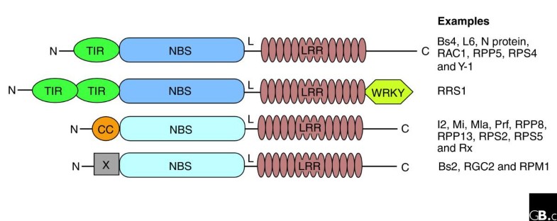 Plant NBS-LRR proteins: adaptable guards | Genome Biology | Full Text