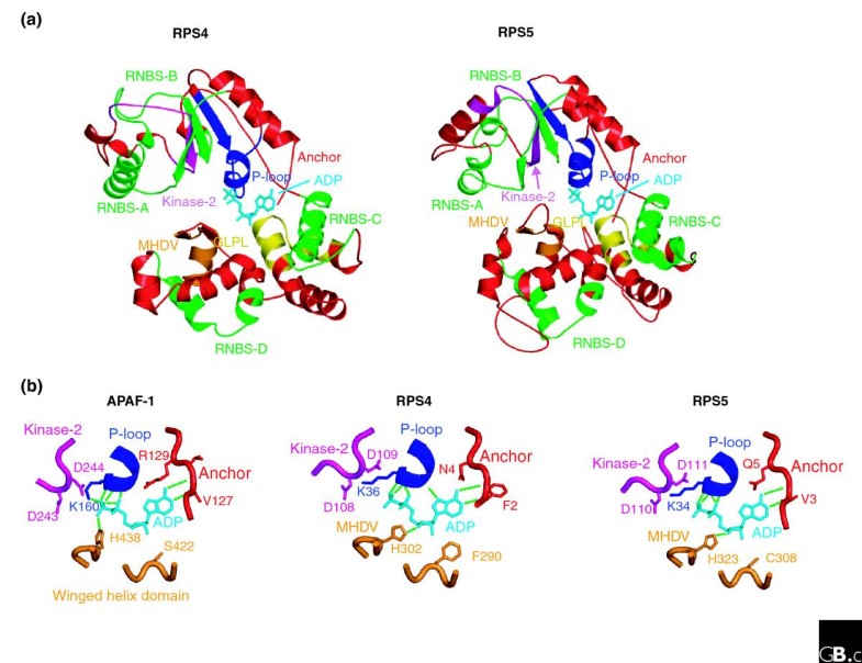 Plant NBS-LRR proteins: adaptable guards | Genome Biology | Full Text