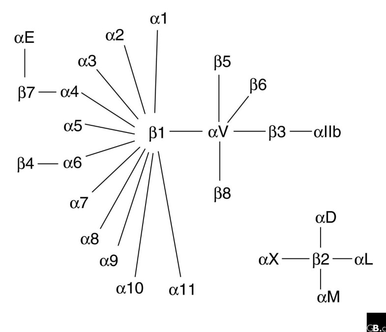The integrins | Genome Biology | Full Text