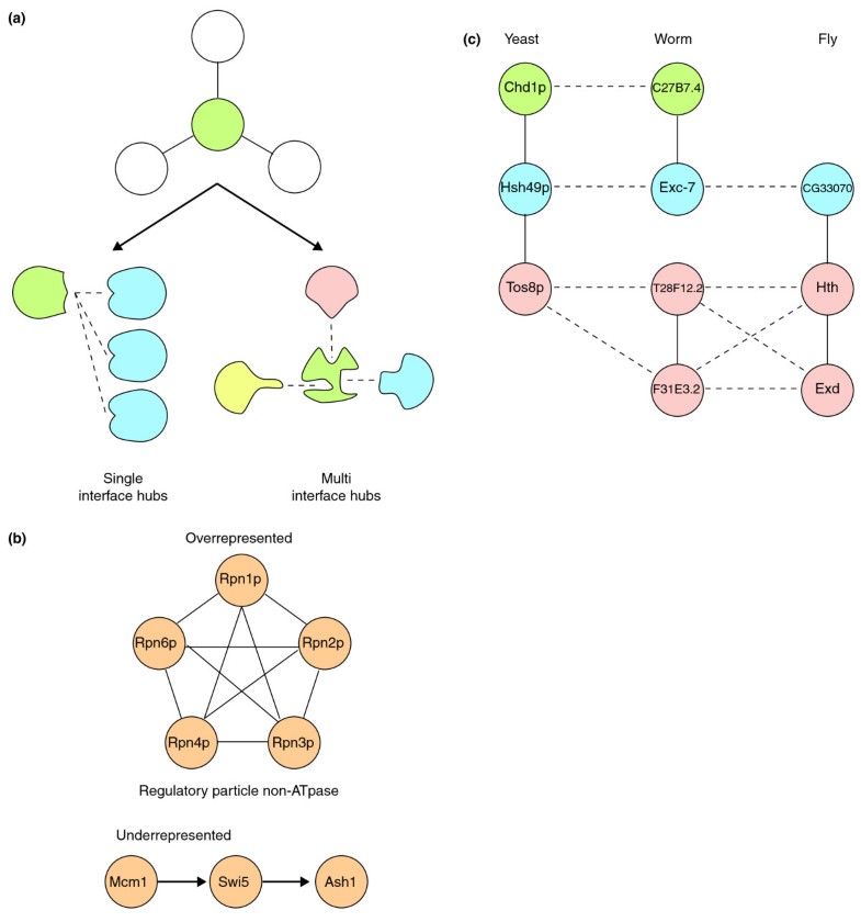 Evolution of biological interaction networks: from models to real data ...