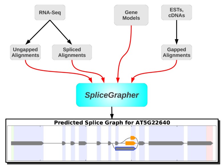 Splicegrapher Detecting Patterns Of Alternative Splicing From Rna Seq