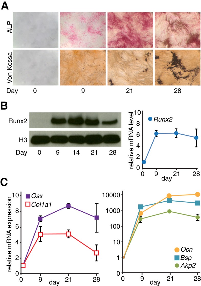 Genomic occupancy of Runx2 with global expression profiling identifies ...