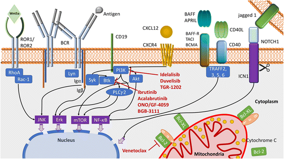 Critical molecular pathways in CLL therapy | SpringerLink