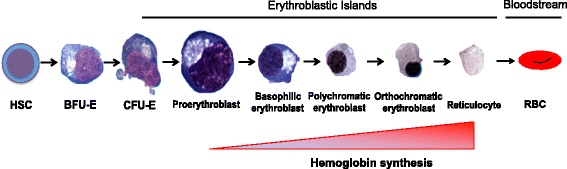Erythropoiesis: insights into pathophysiology and treatments in 2017 ...