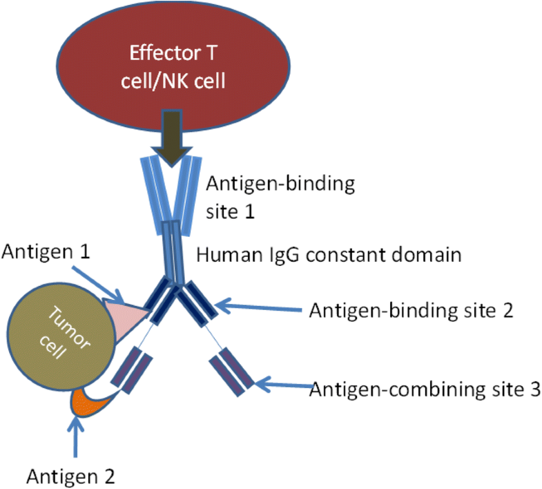 Bi-specific and tri-specific antibodies- the next big thing in solid ...