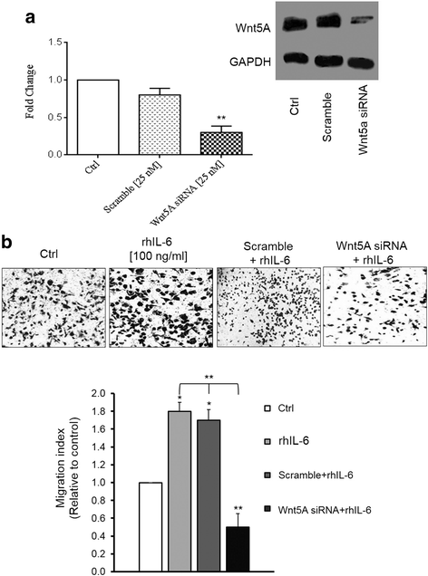 WNT5A–ROR2 is induced by inflammatory mediators and is involved in the ...